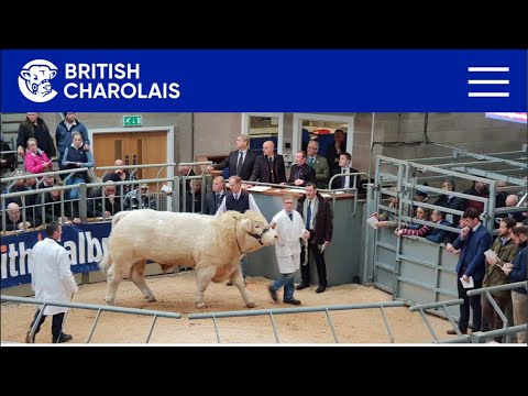 Charolais livestream of sale at Stirling at 10.30am on Monday May 1st 2023