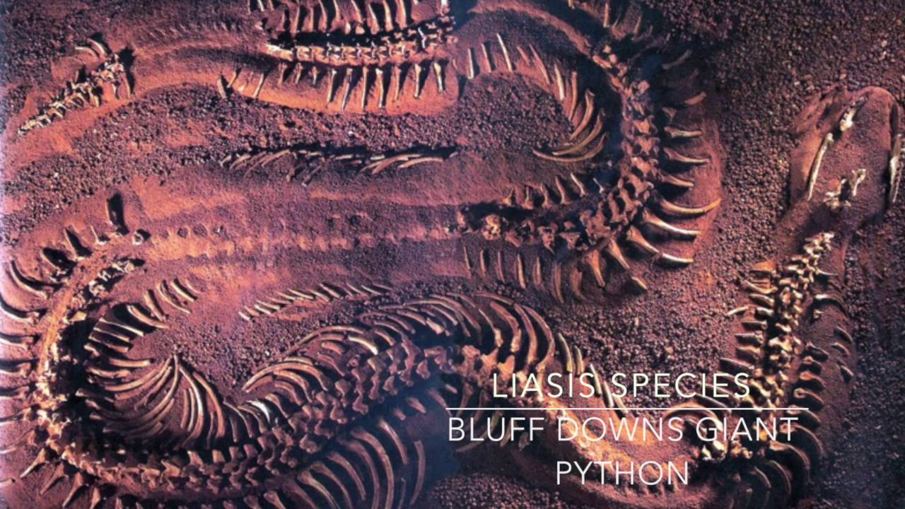 Bluff Downs Fossil Site