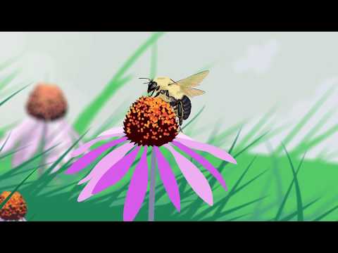 Pollination