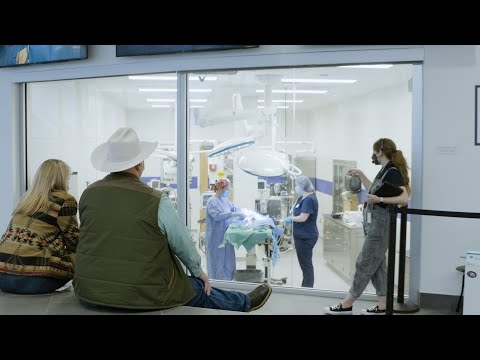 Dumb Friends League hospital seeks to lessen the costly burden of veterinary care
