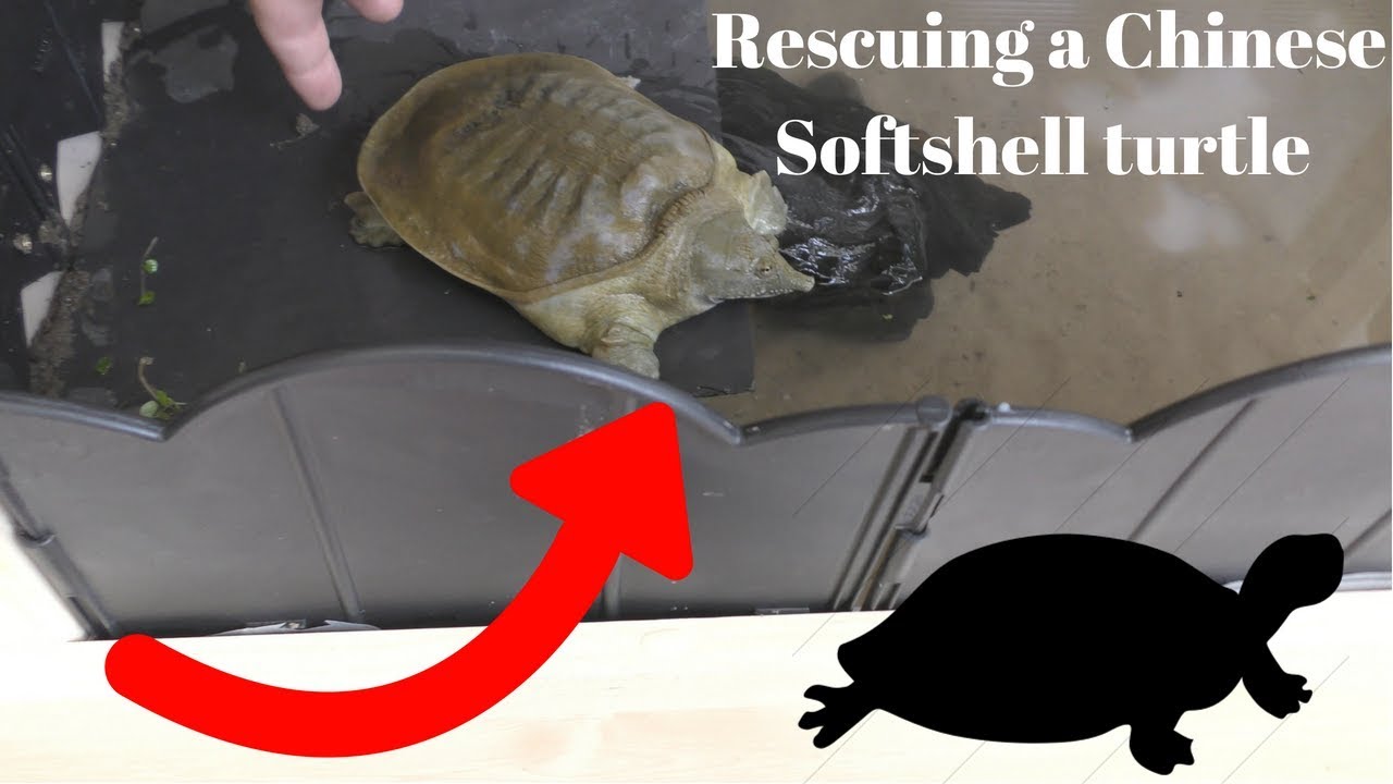 Rescued Chinese turtle Softshell - Chinese Softshell turtle setup