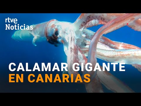 HALLAN un CALAMAR GIGANTE de casi 3 METROS y 200 KG en aguas de CANARIAS I RTVE