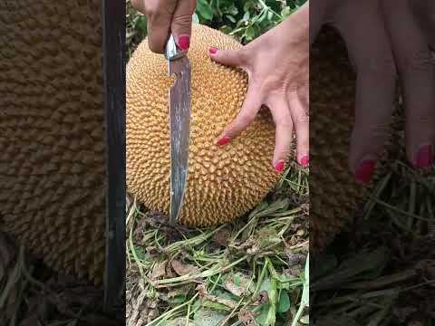 Cek buah nangka dulu #nangka