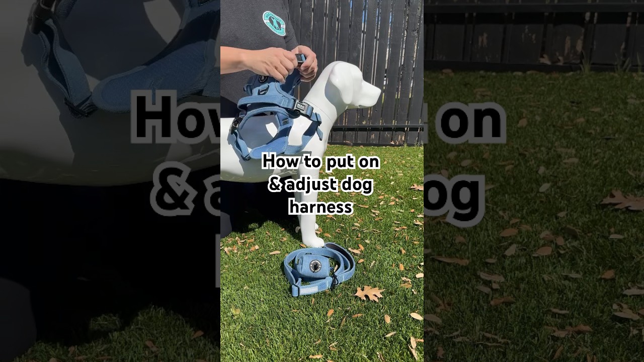 How to put on & adjust dog harness. #dogtips #dogharness #denimlove