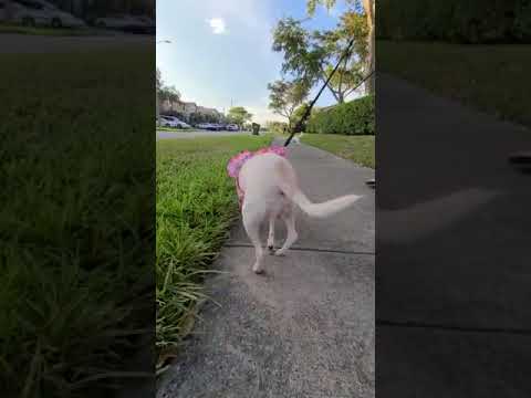 Bambi's Patellar Luxation Grade 4