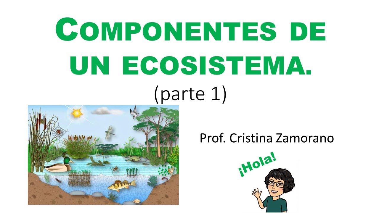 ¿cuáles Son Los Dos Componentes Principales De Un Ecosistema Search Ping