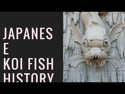 japanese koi fish history
