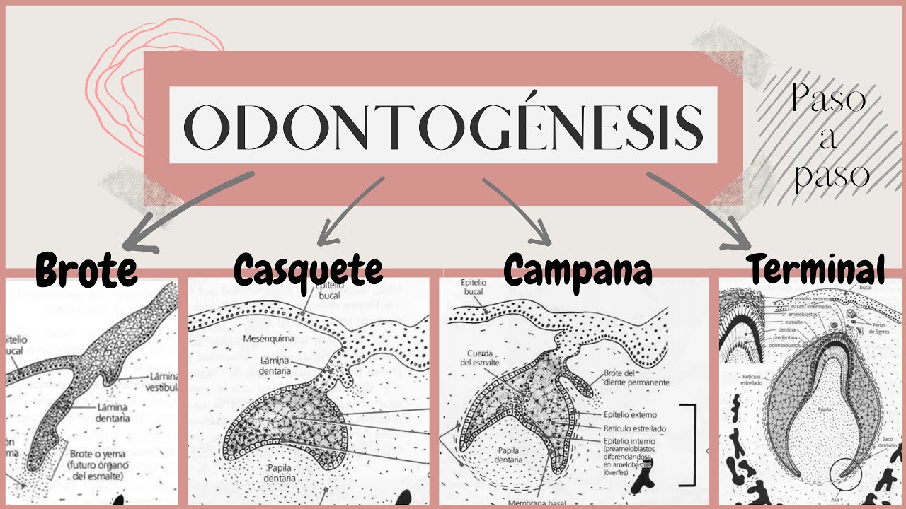 Step-by-Step Odontogenesis | Tooth Development | OdontologiaconCri