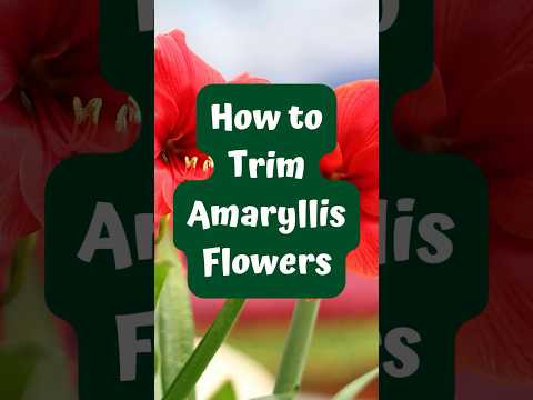 How to Trim Amaryllis Flowers #amaryllis #plantcare