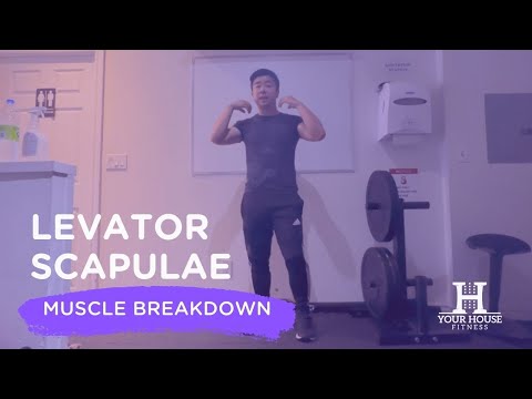 Levator Scapulae: Understanding Its Role in Neck and Shoulder Pain