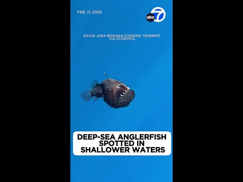 Researchers surprised to see deep-sea anglerfish in shallower waters