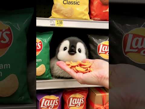 Baby penguins go shopping in the supermarket!#shorts #cute #animals #penguin #toys #pet