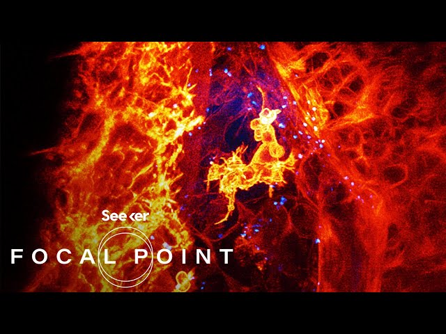 Revolutionizing Cell Biology: What Cells Really Look Like | Galaxy