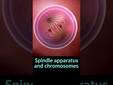 Spindle fibers attached to chromosomes 3D animation