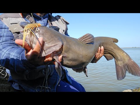 I Caught Many Huge Catfish Utilizing Centipede!!! Get You Some Tpis!!