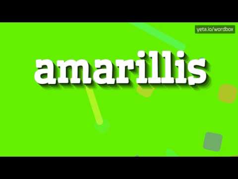 AMARILLIS - HOW TO PRONOUNCE IT!?