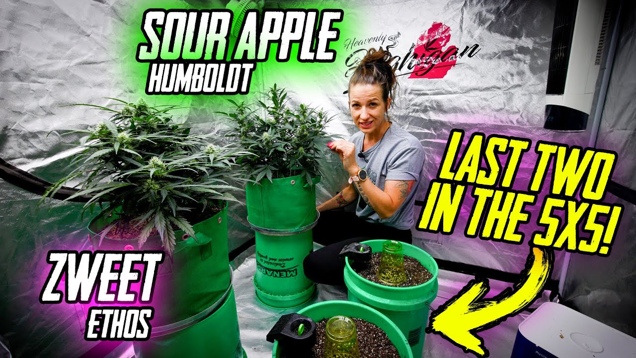 Humboldt Sour Apple, Ethos Zweet AUTOS! Last plants in the 5x5!