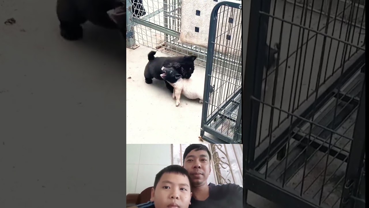 Which wins, the dog or the piglet? #shortvideo #funny #viral #animals #viralvideo #short