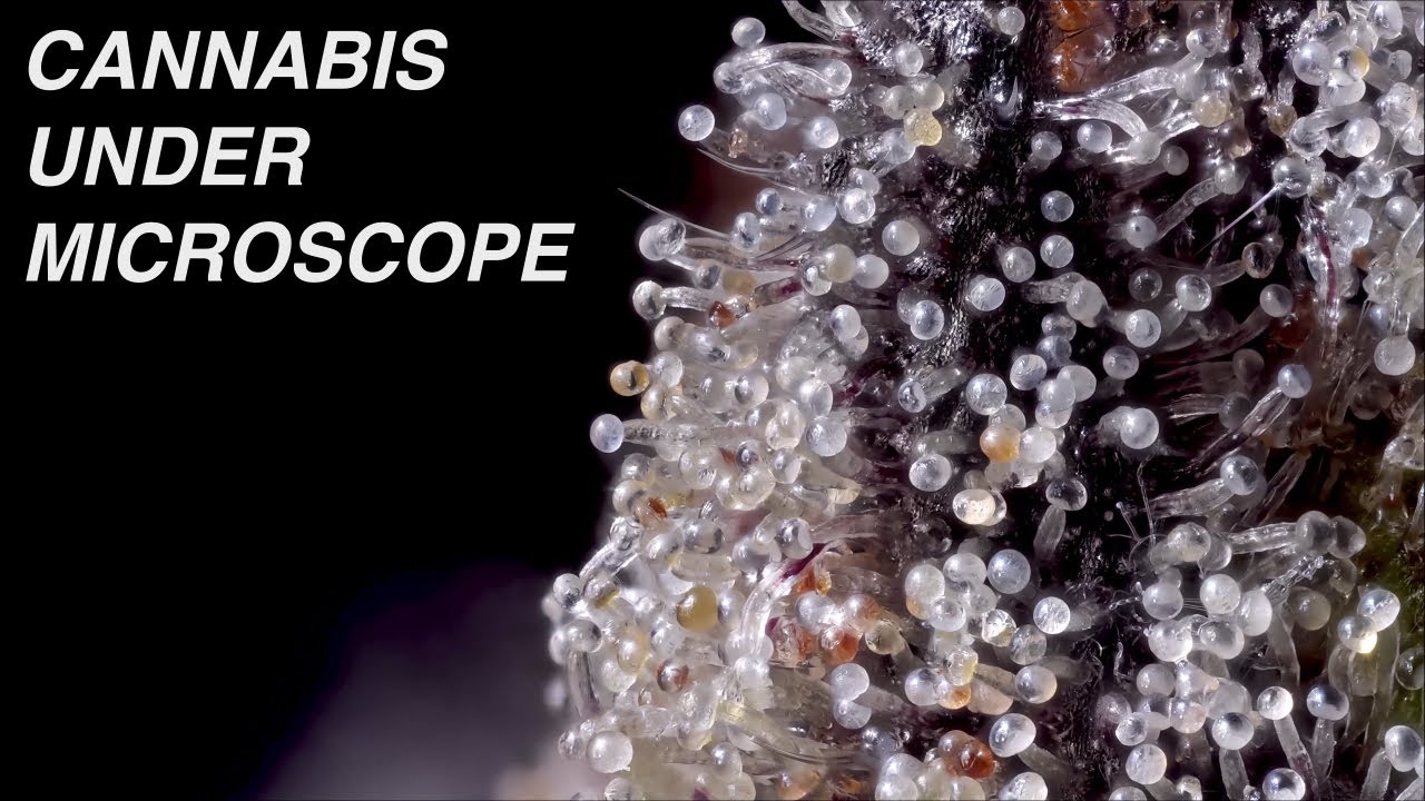 Ready to harvest cannabis under a microscope!