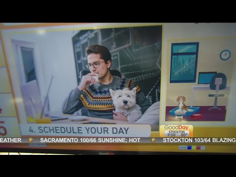 Manly Minute: Tips for taking your dog to work