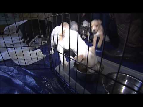 6abc Shelter Me: Puppies and More Rescue