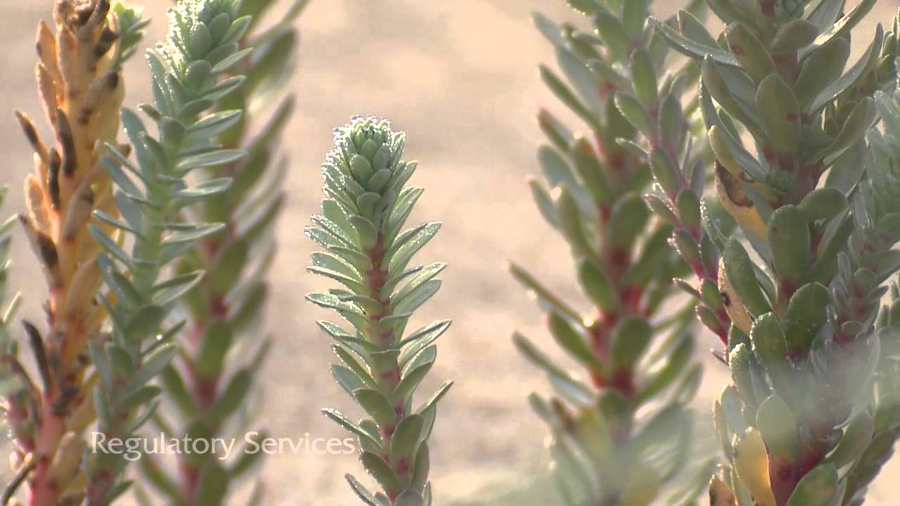 The upper Oka estuary. Services provided by the estuary ecosystem
