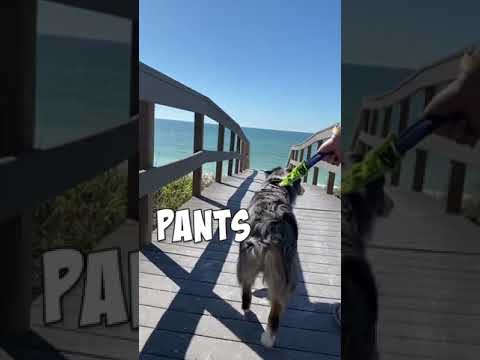 Australian Shepherd Butt Hair Names - What Do You Call Them? Puppy Grooming and Training with Ripley