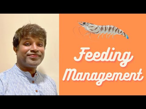 How to Feed Vannamei Shrimps in Biofloc System - Shrimp Feeding Management Guidelines