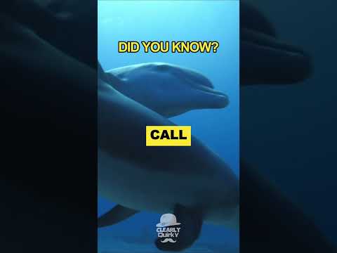 Did You Know: Dolphins Have Names for Each Other?