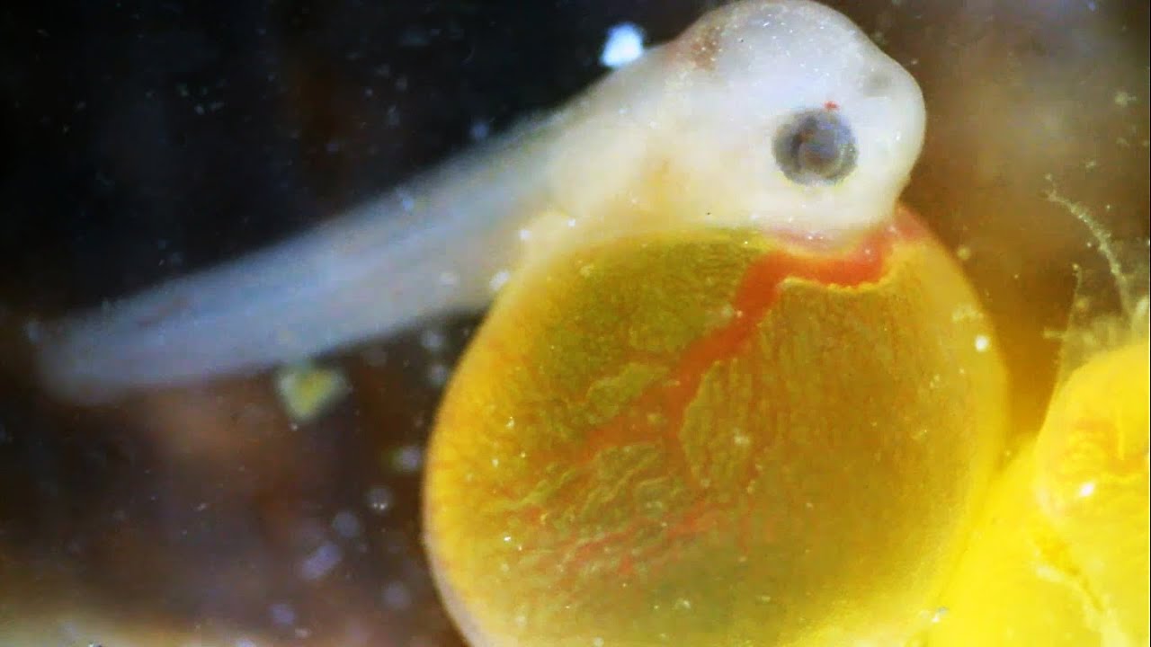Toadfish Eggs Hatching, Baby Fish