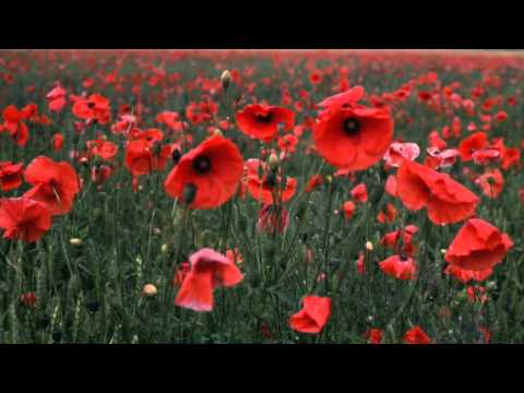 11th November: Remembrance Day
