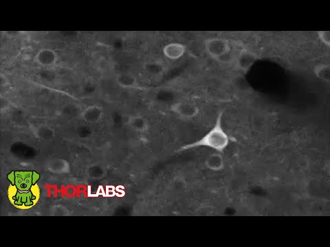 In-Vivo Functional Neural Imaging - Thorlabs Multiphoton Microscope