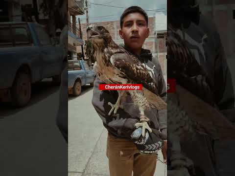 En Michoacán, México, hay varias especies de flora y fauna en peligro de extinción #vlog #corpus