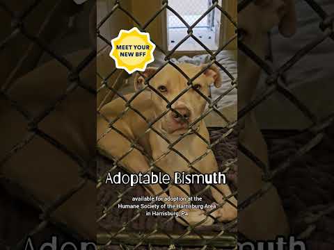 Meet Adoptable Bismuth located in Harrisburg, PA! info in comments 🐾