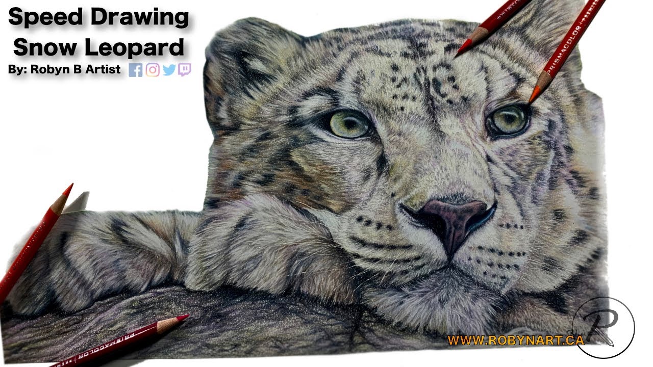 Snow Leopard Speed Drawing | Time Lapse