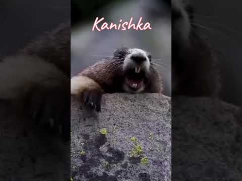 comment your name #Kanishka#fun #trending #comedy #funnyvideo