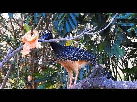 Bare-faced Curassow: Wild Female in the Backyard Fruit! 🦜🌿Mutum-De-penacho