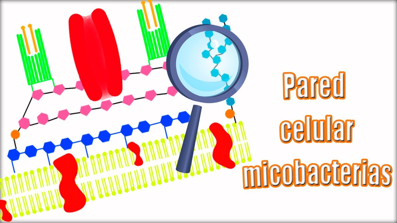 ¡¡Pared celular de micobacterias en 3D!! Tuberculosis al detalle | Medicina en 3D
