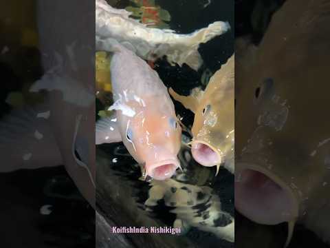 Top Japanese Koi Varieties for Hand Feeding - A Beginner's Guide