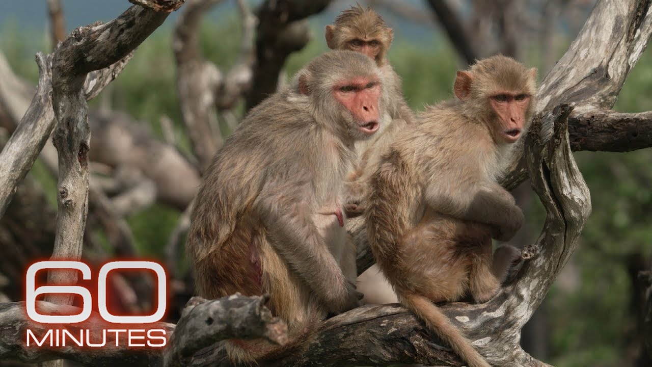 Monkey Island | 60 Minutes