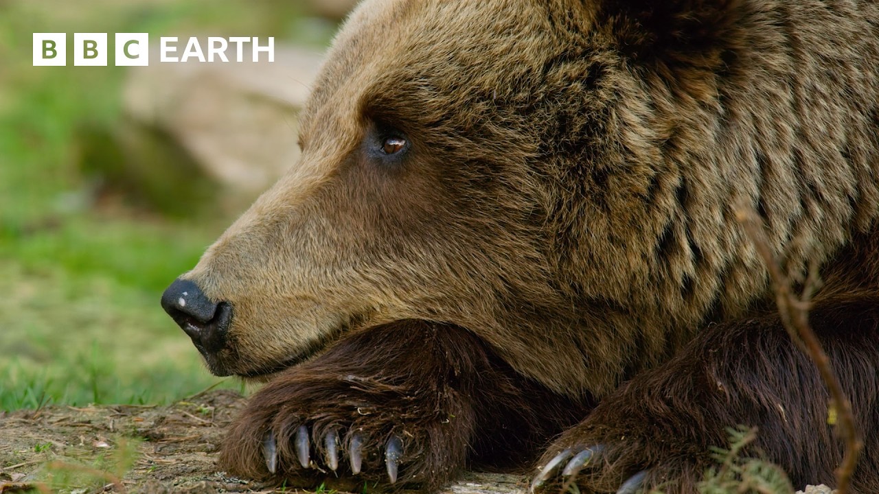 The World of Bears - Giants of the Wild | BBC Earth