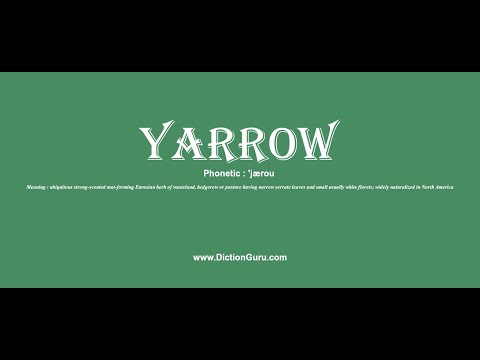 yarrow: How to pronounce yarrow with Phonetic and Examples