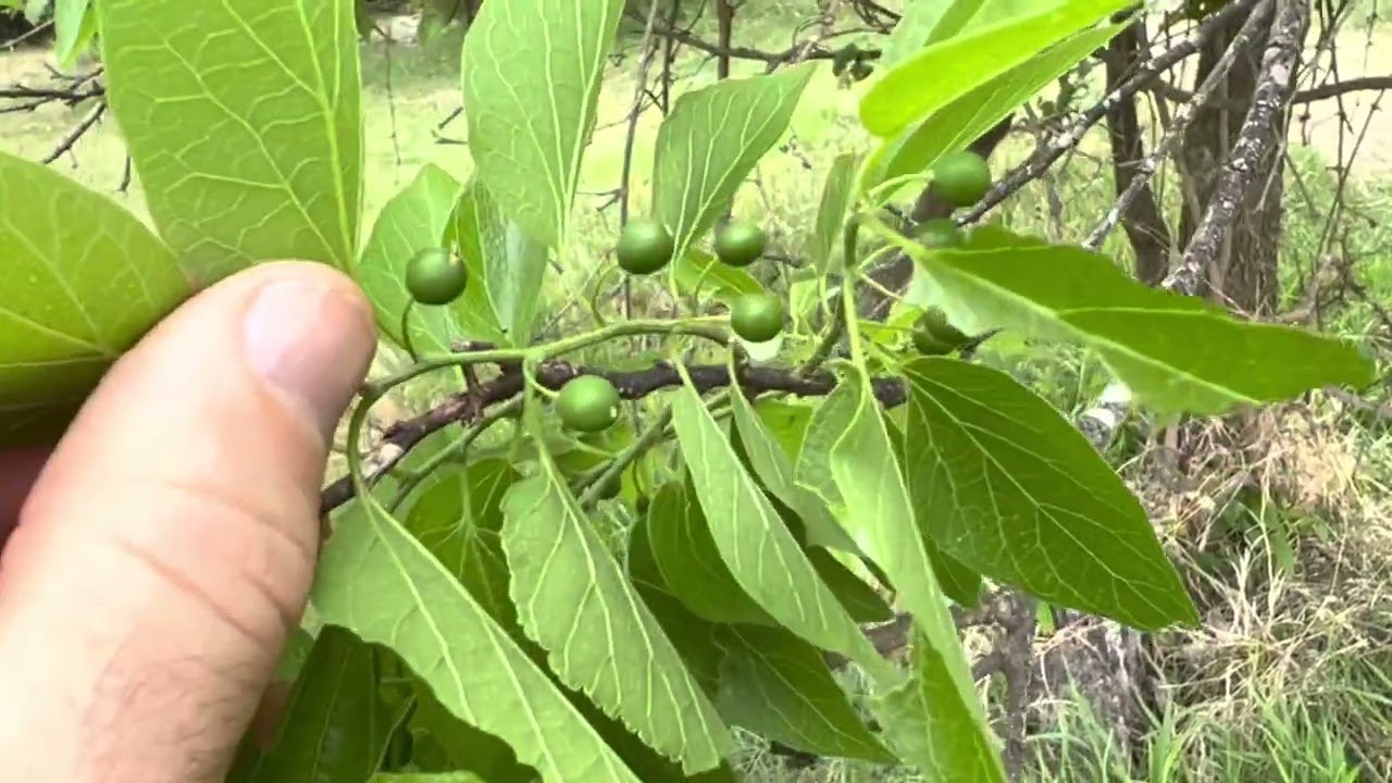 Developing Sugar Hackberry