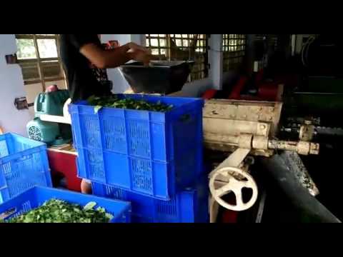 Tea Processing Machinery at Best Price in India