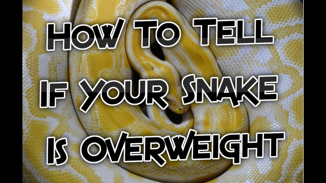 How To Tell If Your Snake Is Overweight