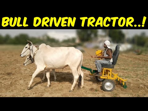 Bull Driven Tractor..! Ploughing with Bulls in Village