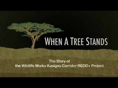 The value of a standing tree – The Earthbound Report