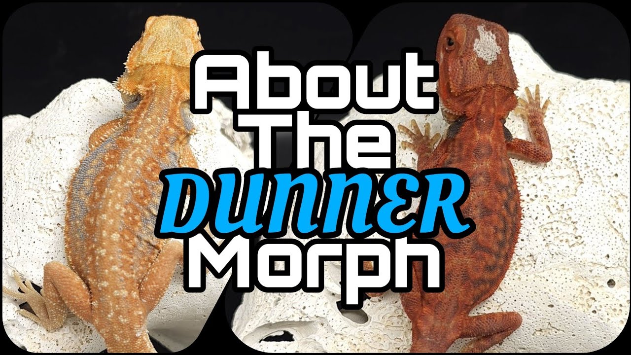 Bearded Dragon Genetics | The DUNNER Morph