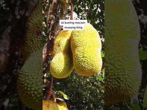 Nangka madu | Pokok nangka madu