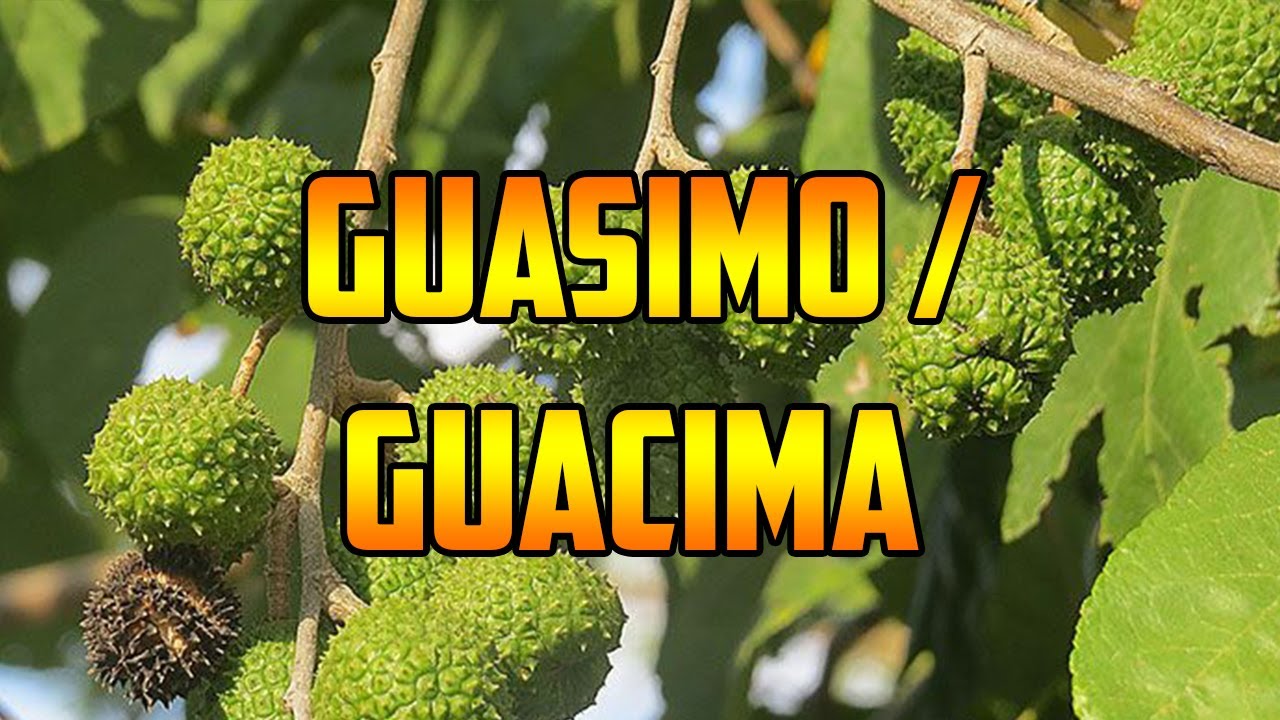 PARA QUE SIRVE 🌿GUASIMO🌿GUACIMA 🌿BENEFICIOS 🌿CÓLICOS 🌿 HERBS 🌿 NUTRACEUTICALS🌿BENEFICIOS🌿PLANTAS MED